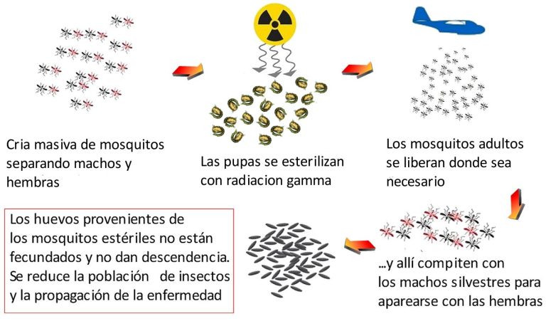 La técnica del insecto estéril - Juventud Técnica