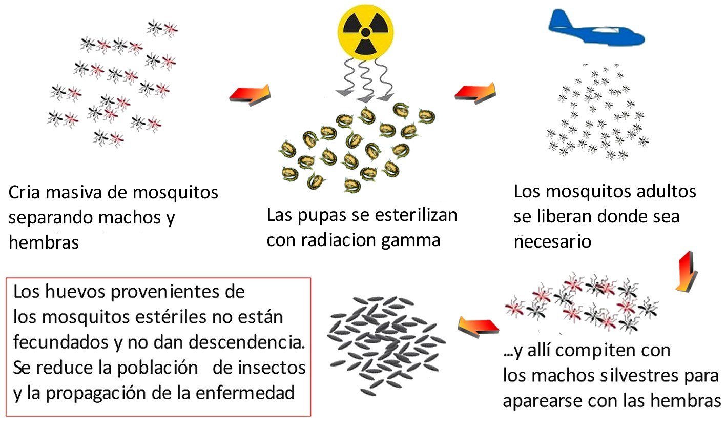 La técnica del insecto estéril - Juventud Técnica