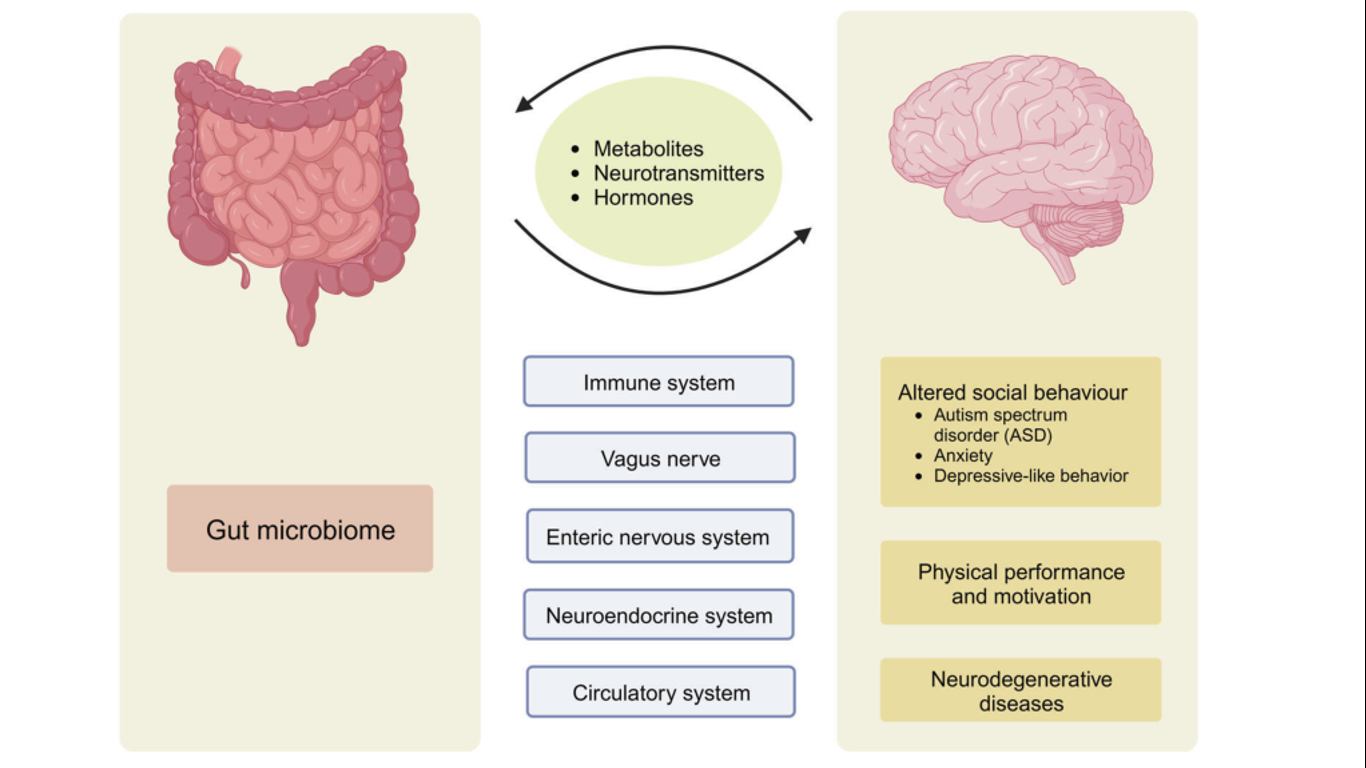 El intestino, el segundo cerebro humano - Juventud Técnica